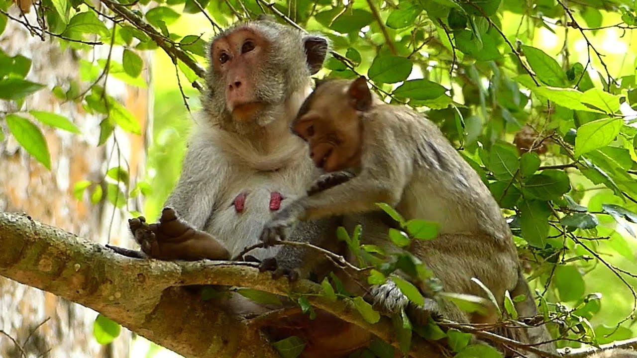 Jazzy monkey request milk with mama Jane, Looks comfortable - YouTube