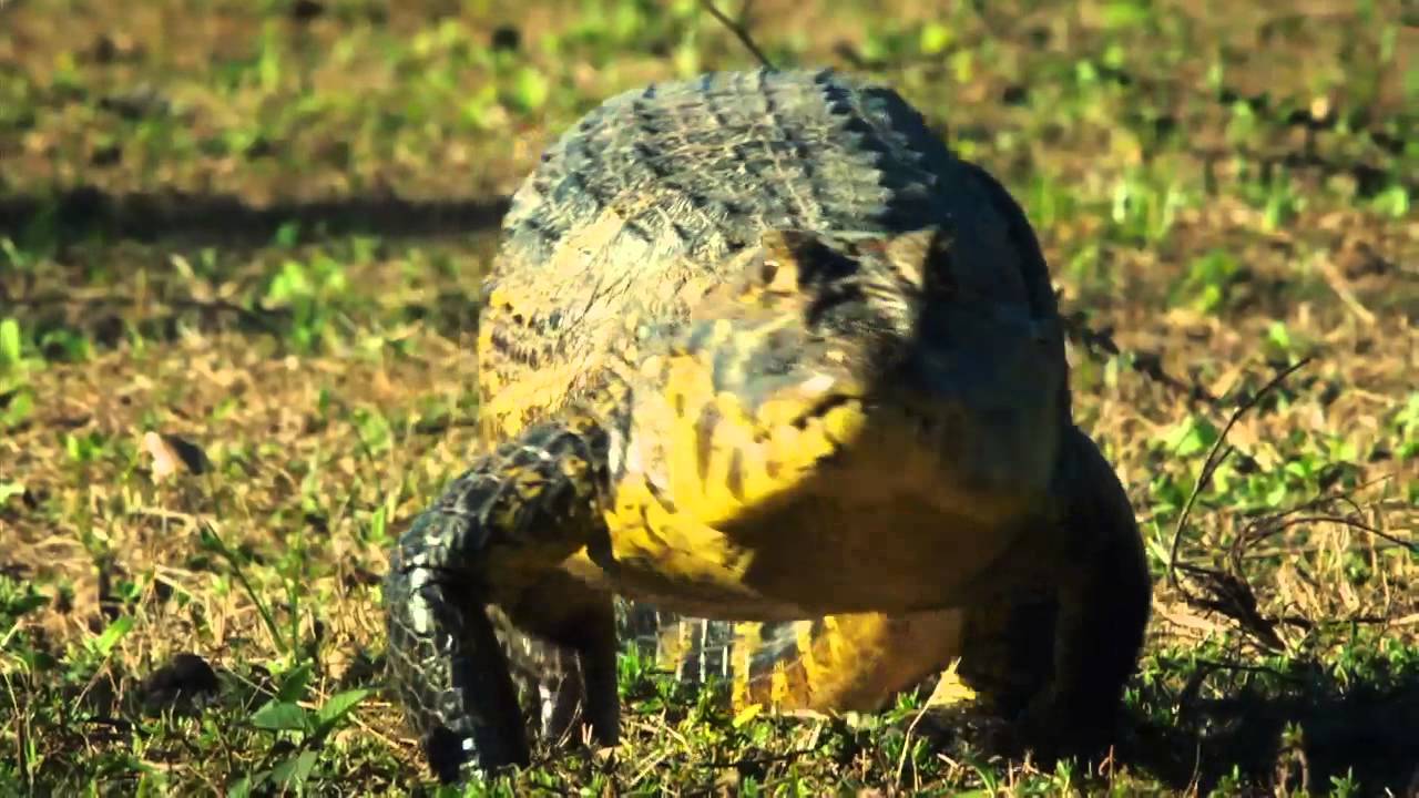 DESTINATION WILD BRAZIL - YouTube