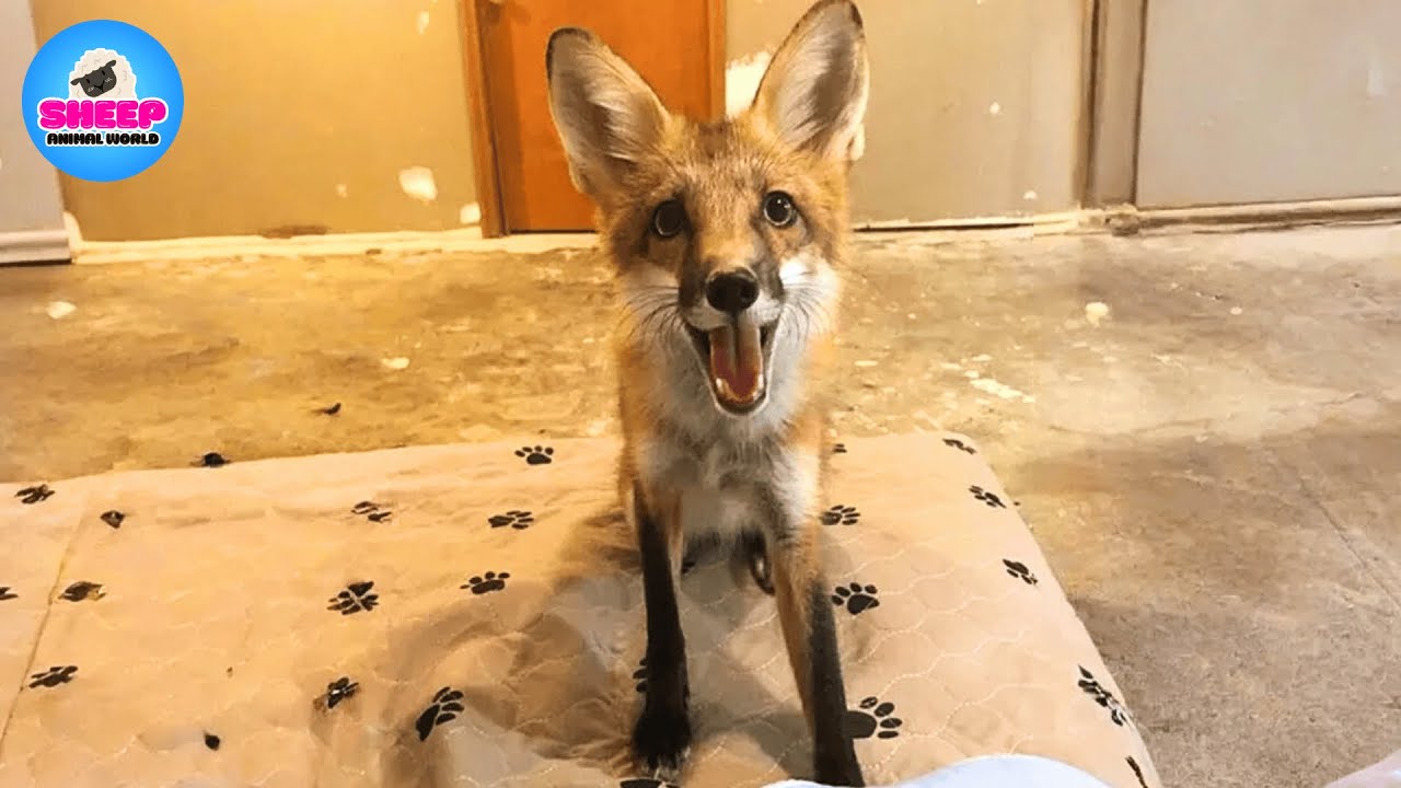 We Rescued a Fox Cub… Now She Acts Just Like Our Dog - YouTube