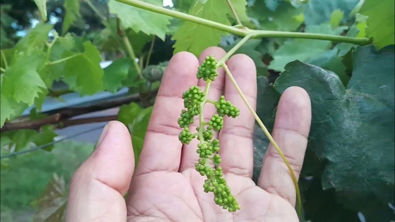 Tips Bagaimana Merawat Bunga Anggur Supaya Buah Anggur Nanti Tetap