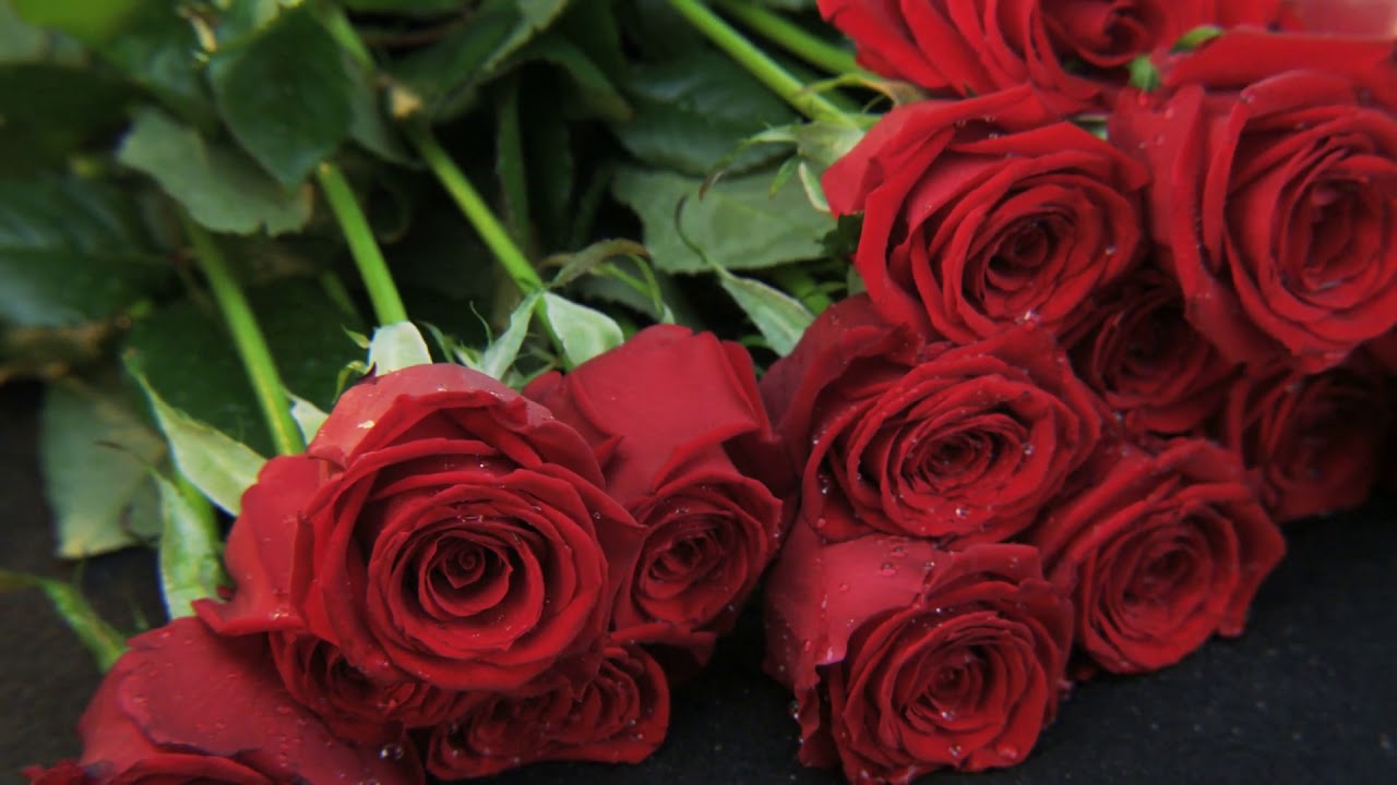 red roses falling down - YouTube