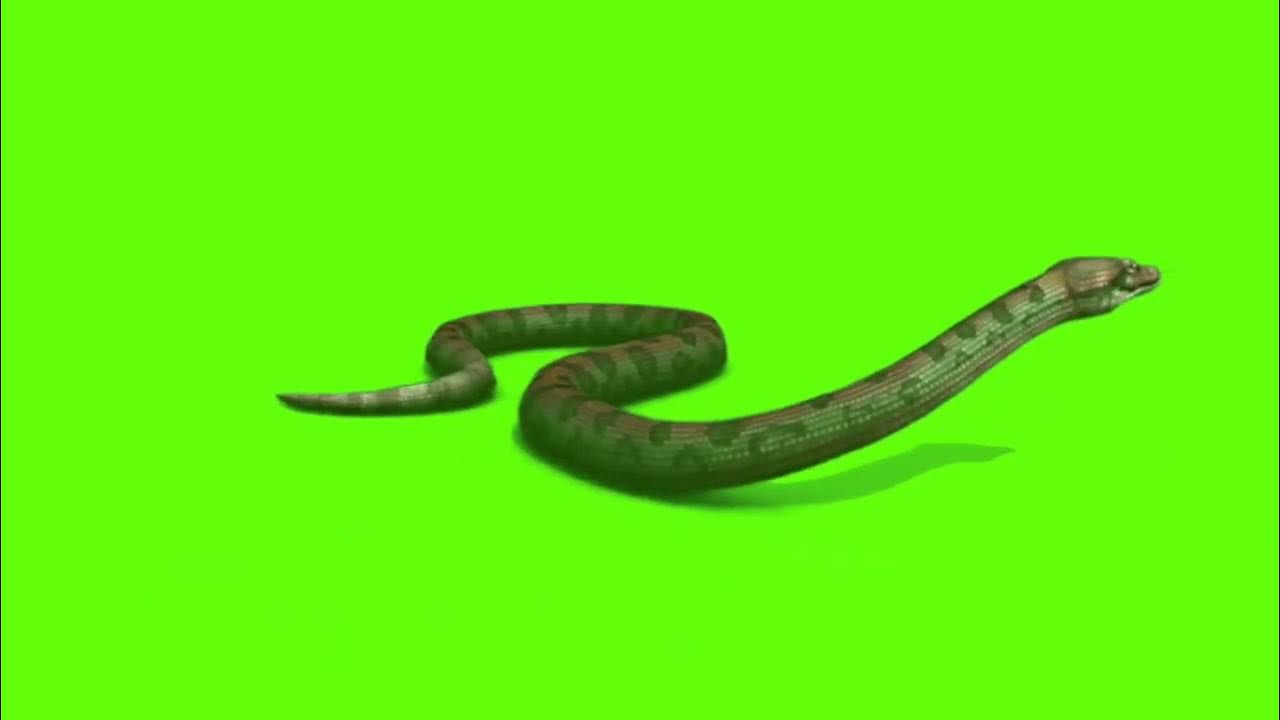 Nagin green screen effects Nagin green screen no copyright 1 - YouTube