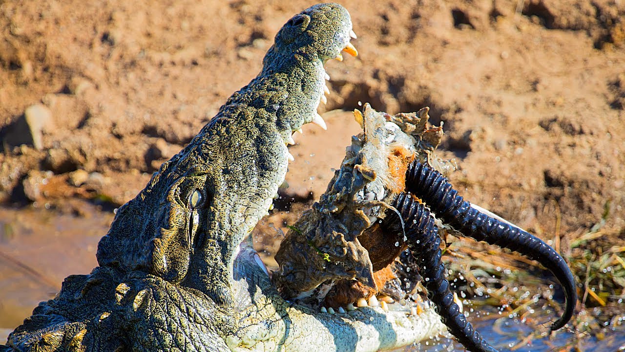 Nile Crocodile - The Ancient Ruthless Beast of The Nile - YouTube