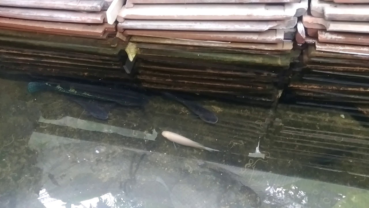 Pulli vaaha, Channa Diplogramma, Neela Vaaha, Malabar Snakehead fish ...