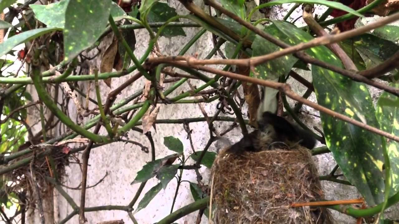 Fantails Building a Nest - YouTube