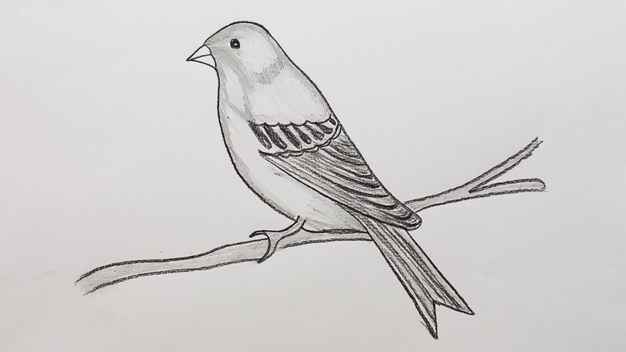 Canary bird drawing easy!! Drawingeasy! pencil drawing!! how to draw a ...