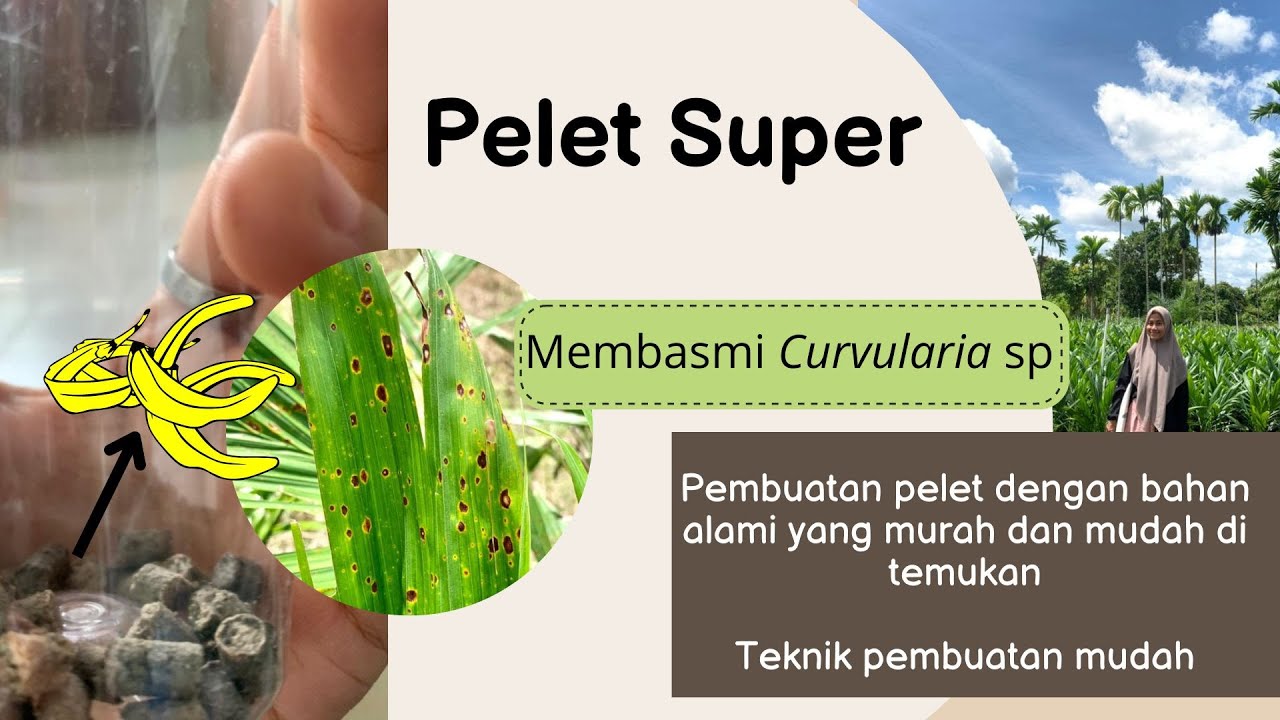 Pembuatan Pelet Sederhana Dari Limbah Kulit Pisang | Mampu Menghambat ...