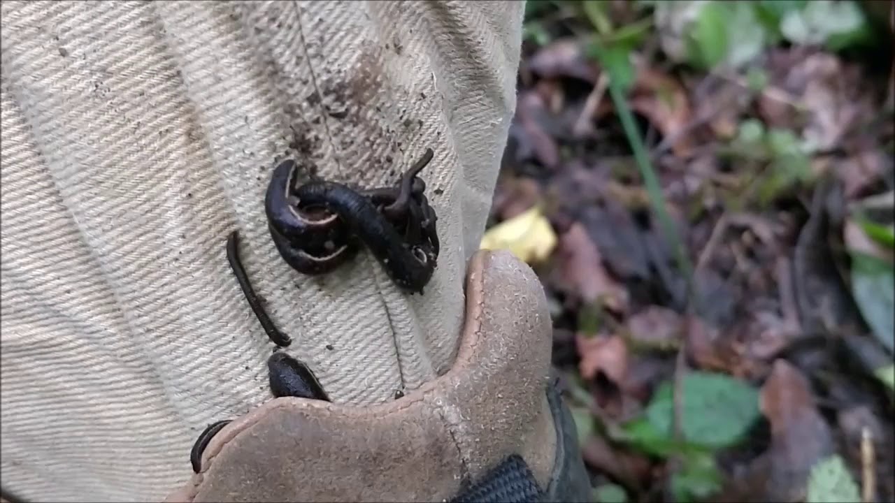 Leech Movie - YouTube