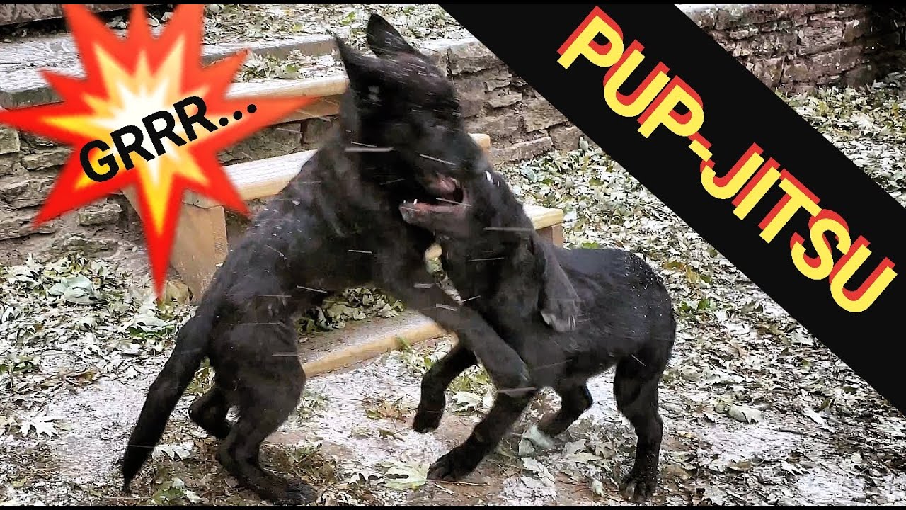 Pup-Jitsu - K9 Martial Arts - Puppies Playing - YouTube