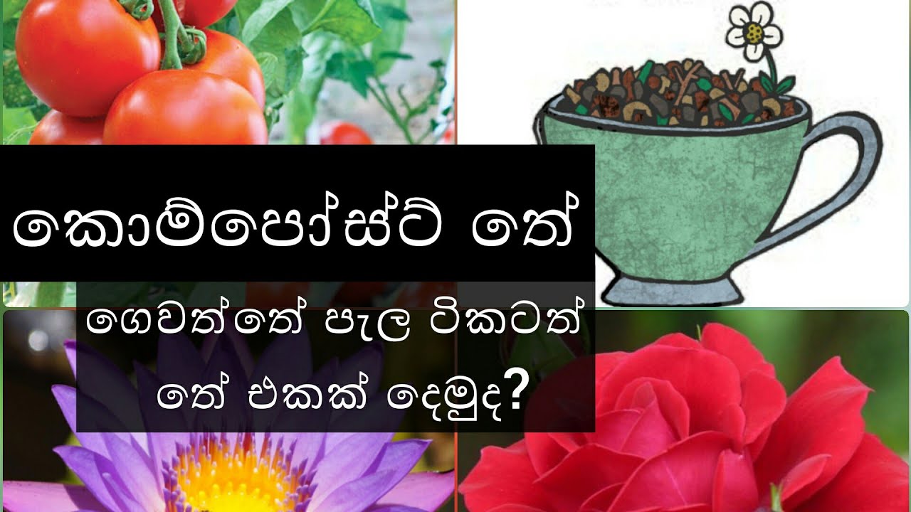 Compost tea / කොම්පෝස්ට් තේ / දියර පොහොර - diyara pohora / Fertilizer ...