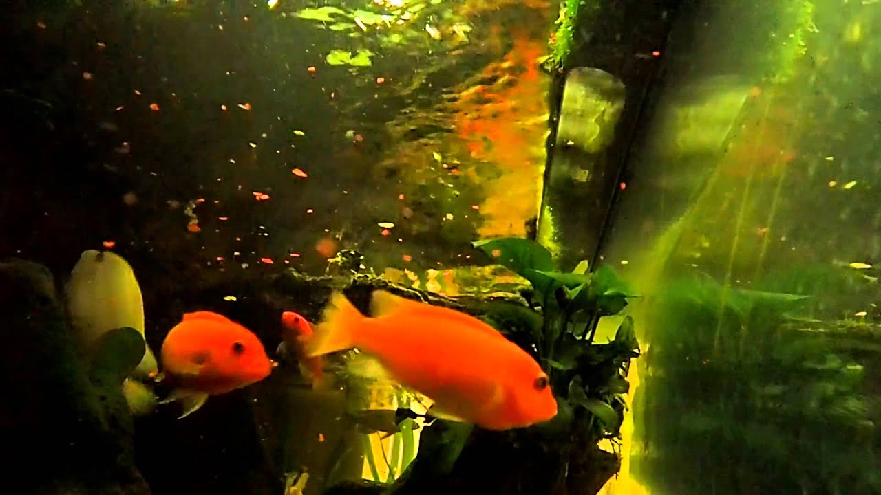 Living inside a fishtank :) - YouTube
