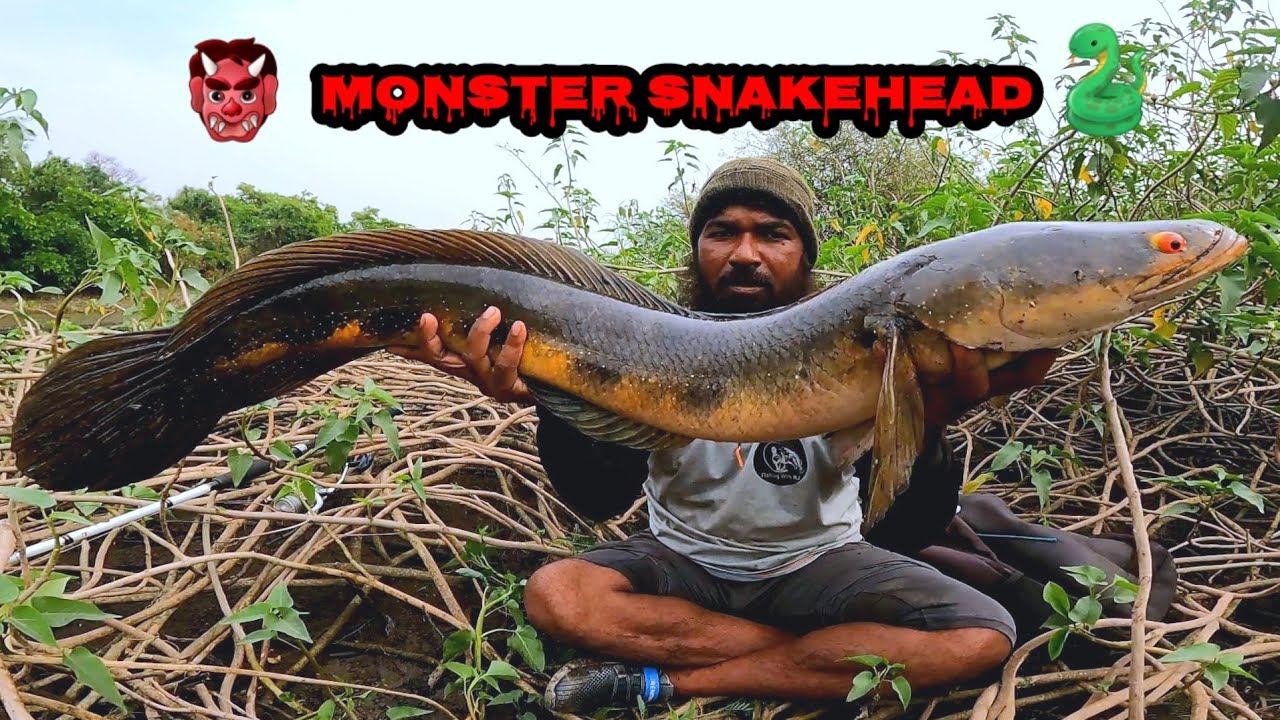 Giant Snakehead Hunting - Monster Snakehead | River Monster 😱😱😱 - YouTube