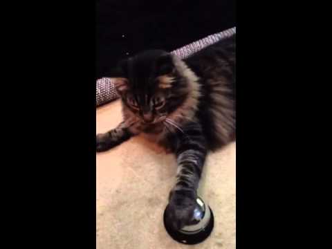 Funny bell ringing cat - YouTube