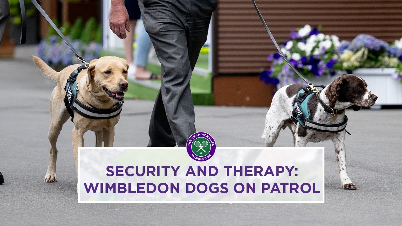 Meet the Wimbledon Security Dogs | Wimbledon 2023 - YouTube