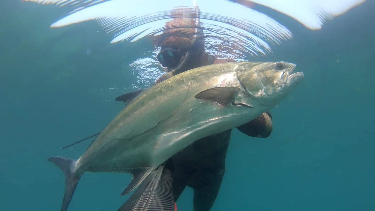 Lica 15 kg Leccia Amia - YouTube