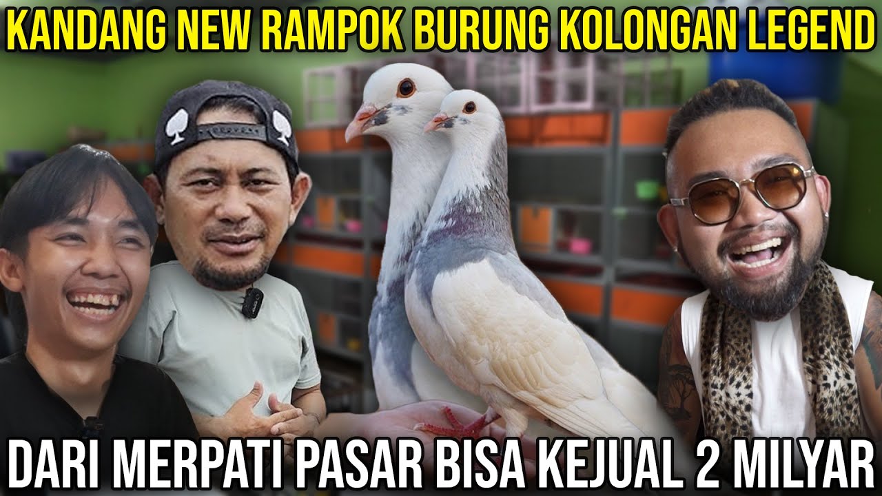 KANDANG NEW RAMPOK BURUNG KOLONGAN LEGENDARIES DARI MERPATI PASAR BISA ...