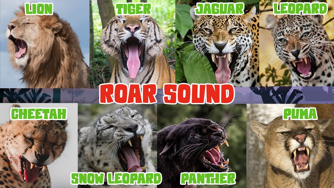 Big Cat Roar Sounds YouTube big-cat-roar-sounds-youtube