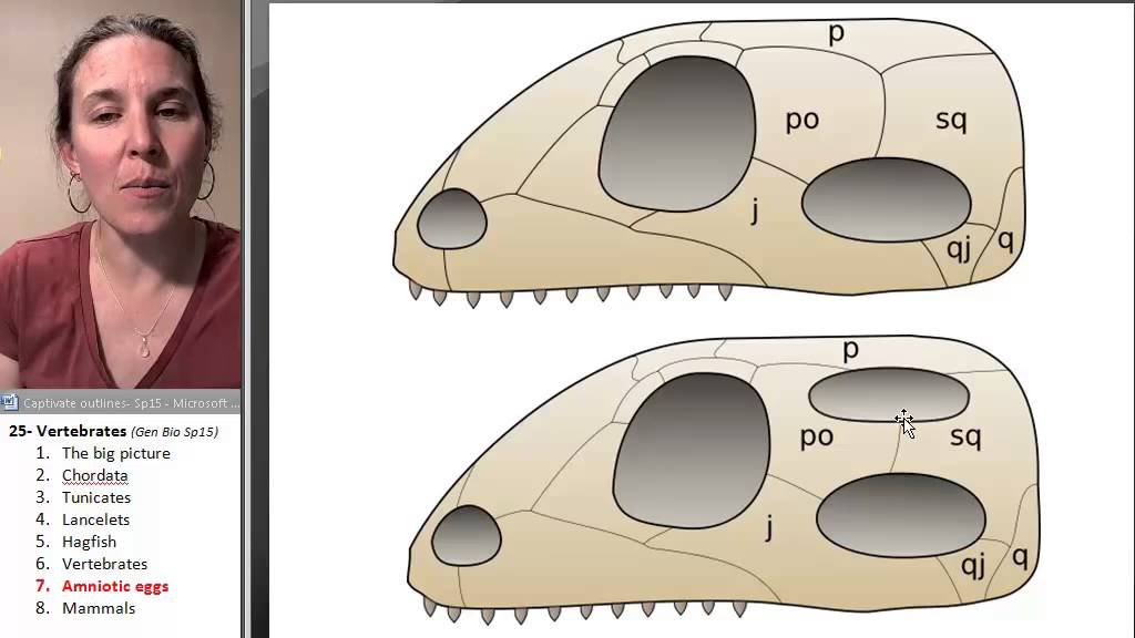 Vertebrates 7- Amniotic egg - YouTube