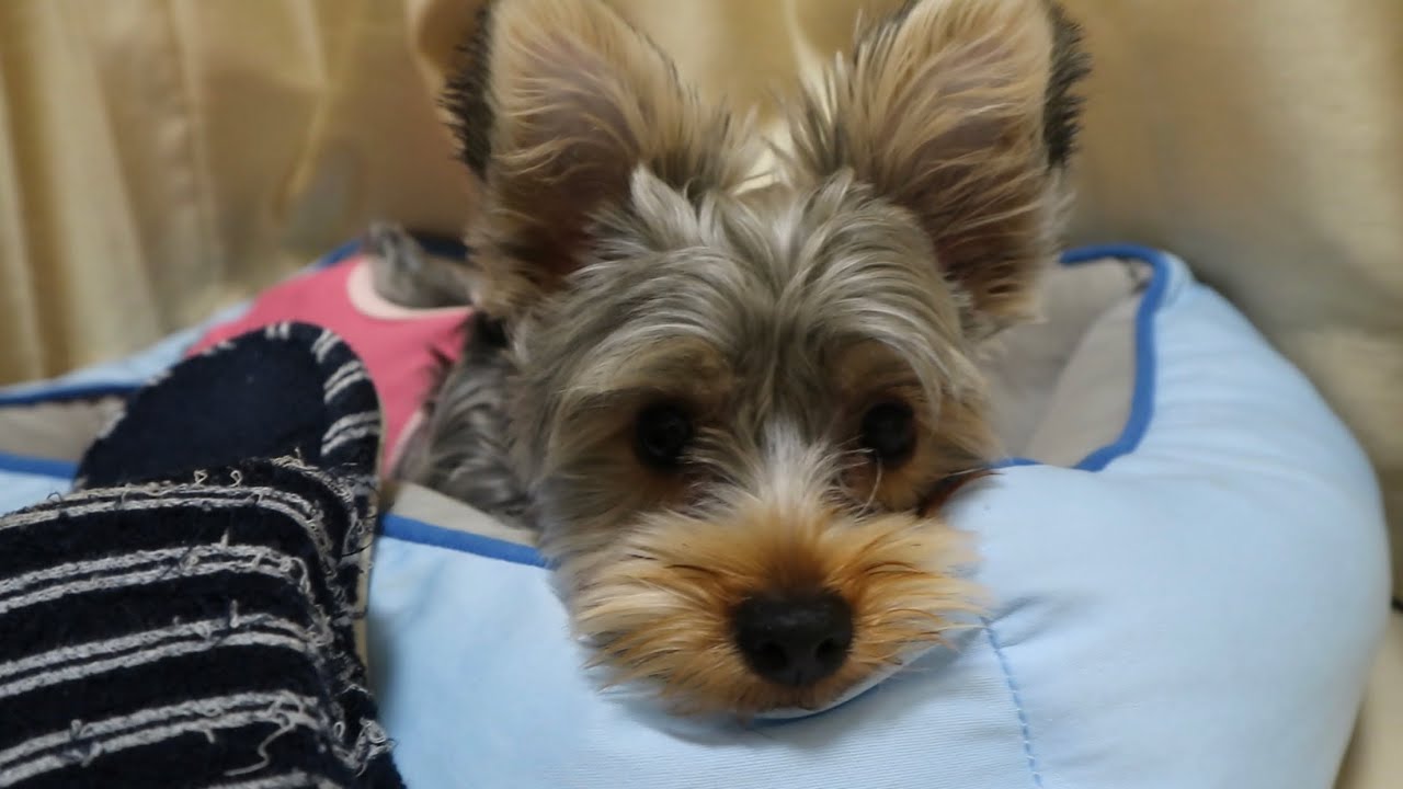 Yorkie pup playing hard with toy (Yorkshire Terrier, Lulu) - YouTube