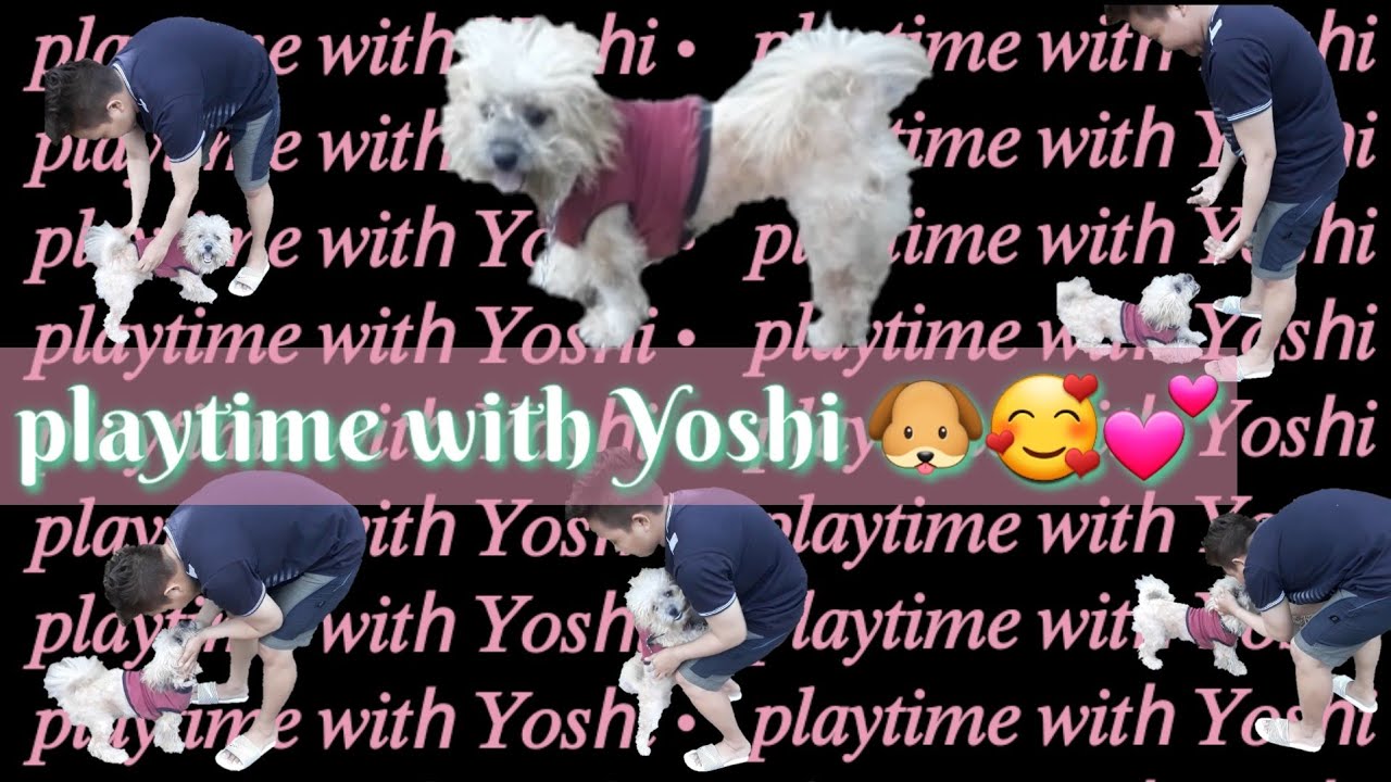 𝑃𝑙𝑎𝑦𝑡𝑖𝑚𝑒 𝑤𝑖𝑡ℎ 𝑏𝑎𝑏𝑦 𝒀𝑶𝑺𝑯𝑰 🐶😍💕 - YouTube