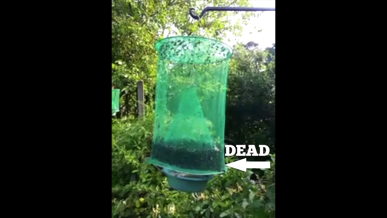 FLY TRAP 1 - YouTube