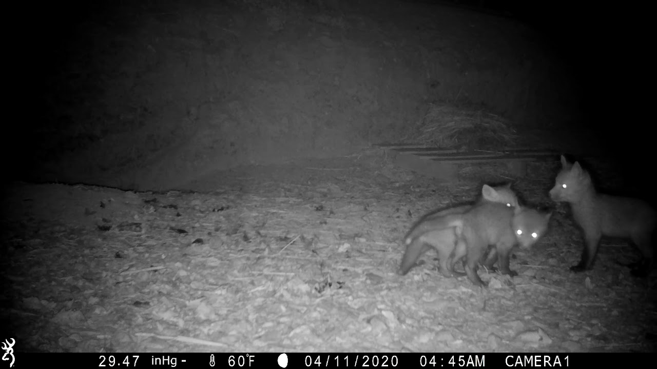 Fox kit practicing kill bite on sibling. Fox kits can be mean! - YouTube