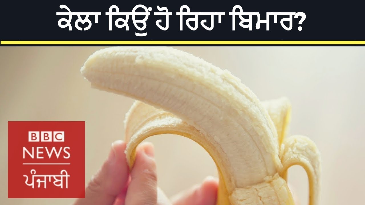 Are bananas going to vanish? | BBC News Punjabi - YouTube