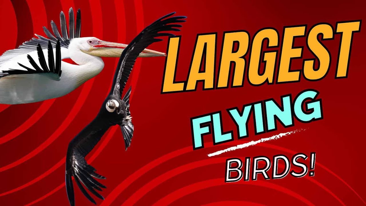 Rare Bird Species: Free HD Videos Collection - YouTube