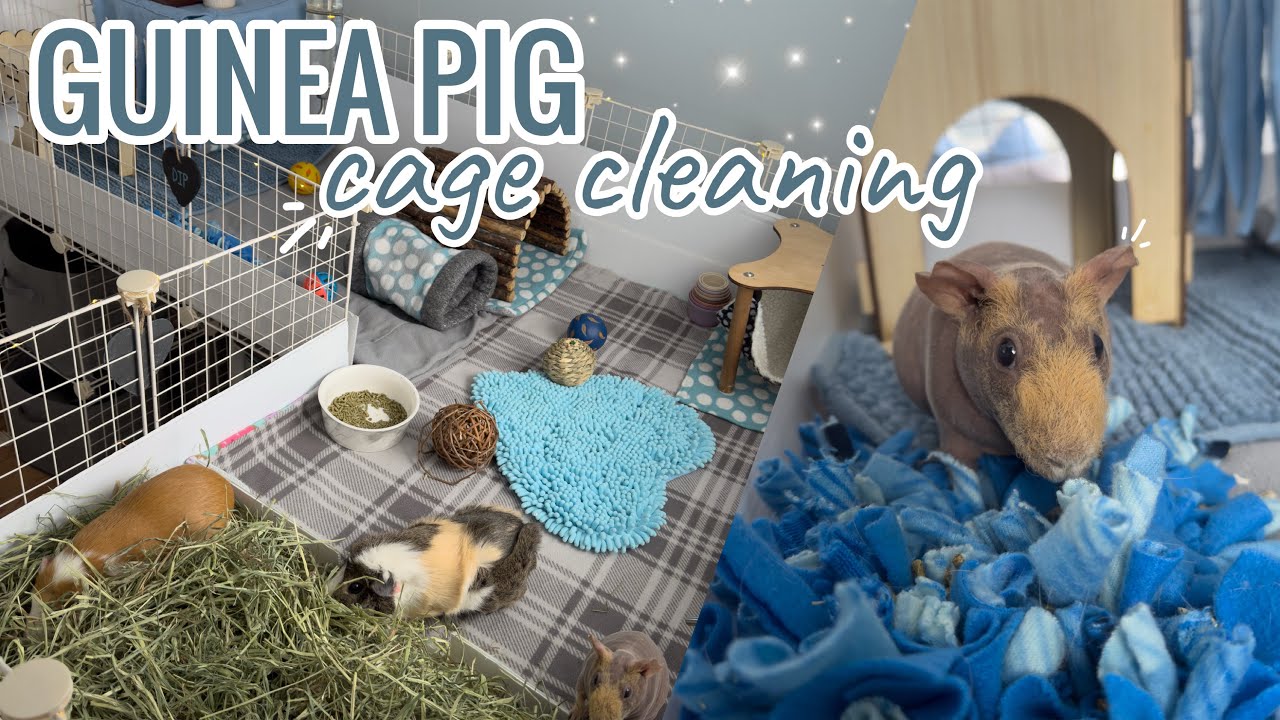 Guinea Pig Cage Cleaning Routine 2025 - YouTube