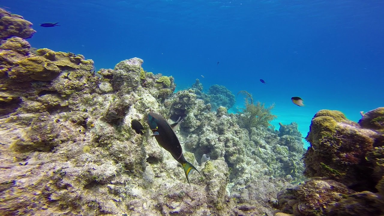 Cayman JRW View of Parrotfish eating coral and then swimming away ...