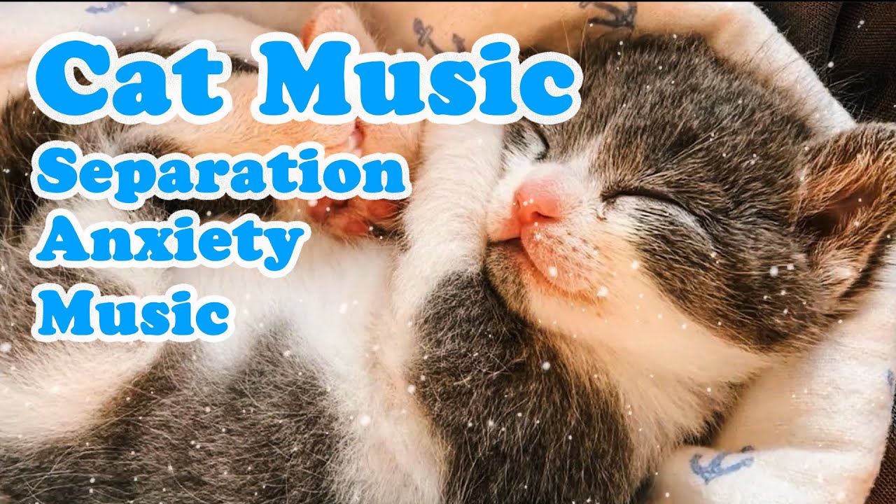 Calming Music for Cats | Deep Separation Anxiety Music for Cat ...