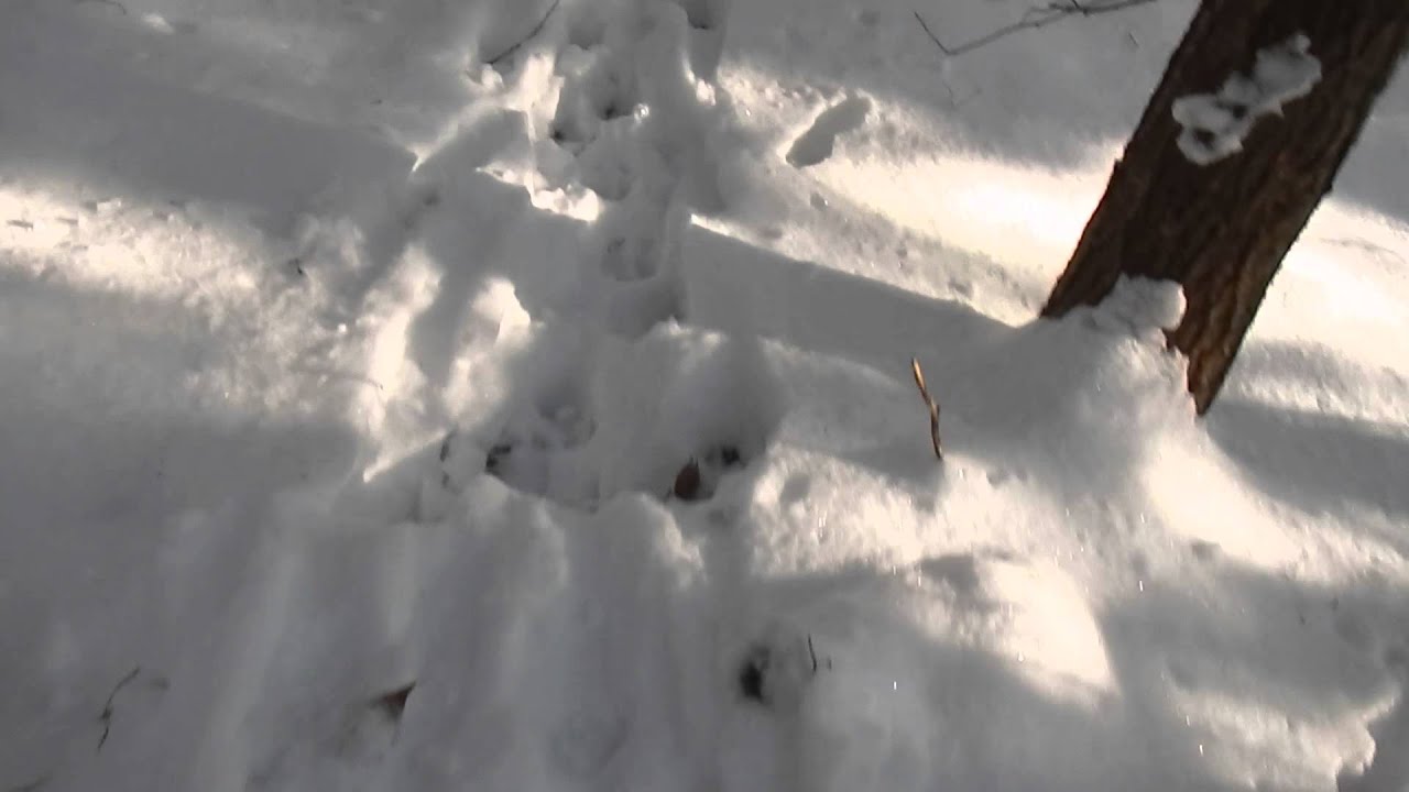 Deer Hunting in the snow - YouTube