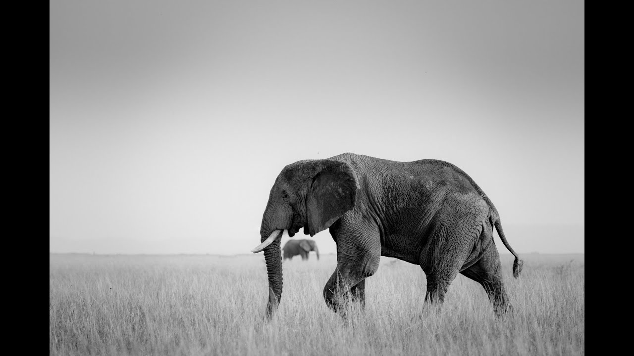 The Edge of Existence - Trailer 2021 - YouTube