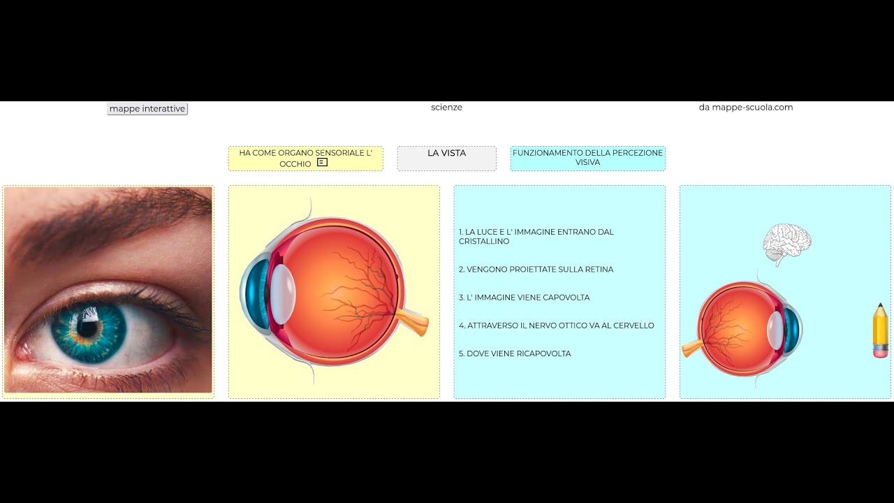 il senso della vista - YouTube