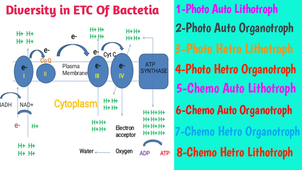 Diversity in metabolism of Bacteria/Source of energy and ETC in ...