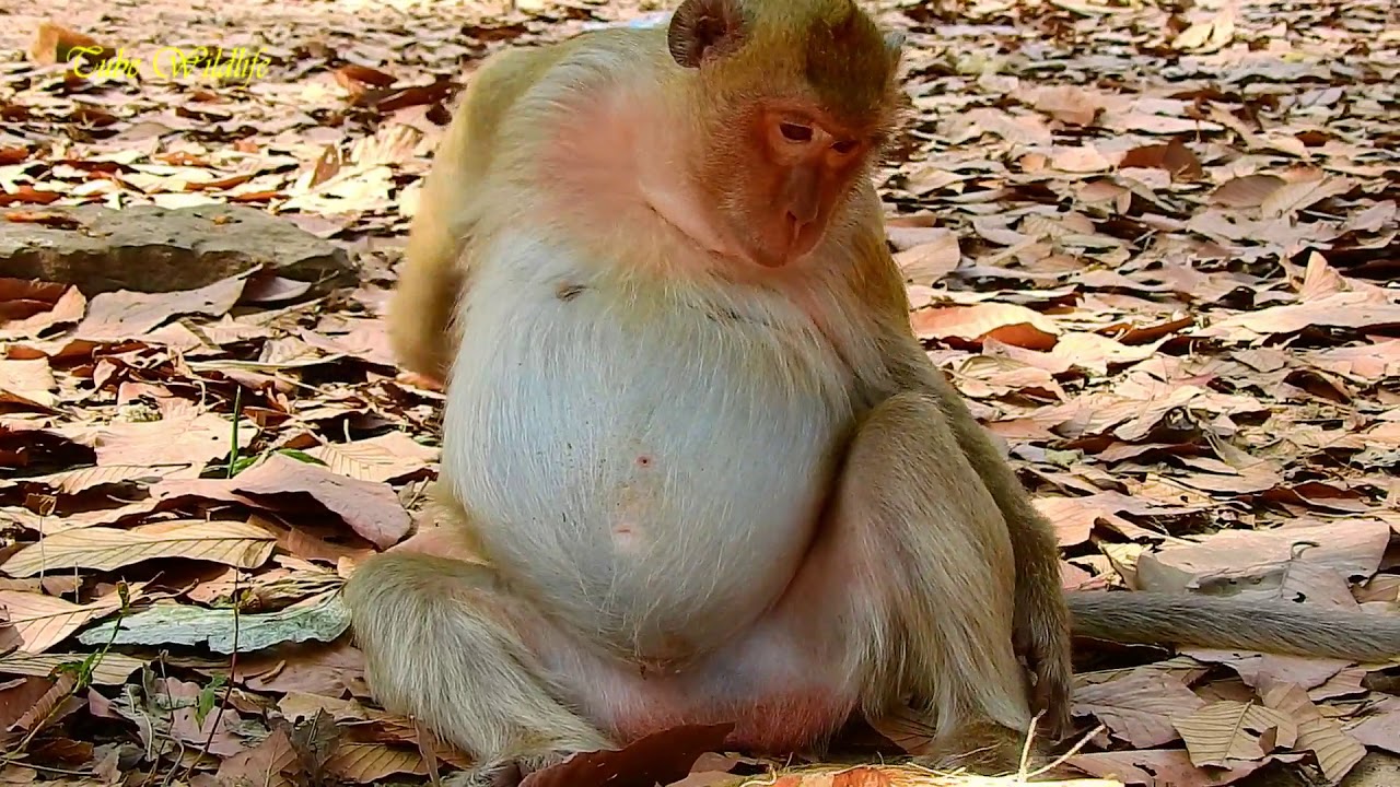 Hybrid monkey Bridget gets her first huge pregnant lady - YouTube