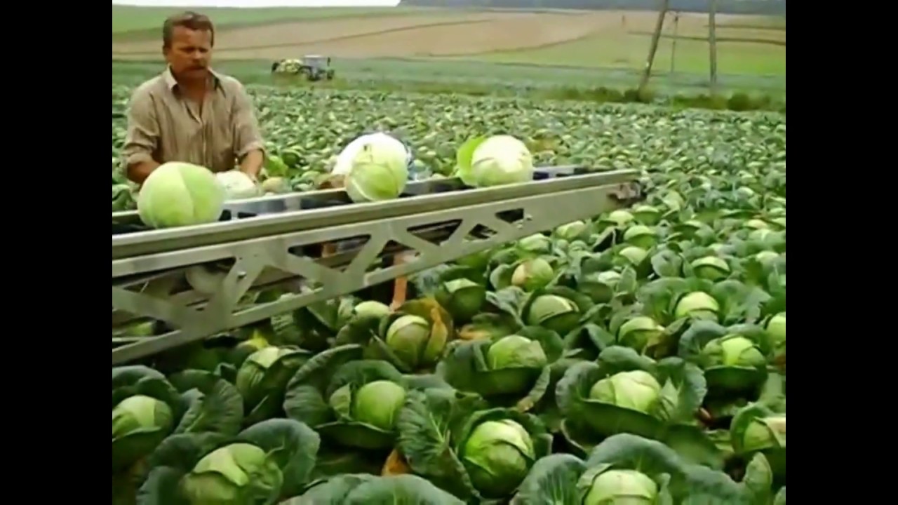 Conveyor for harvesting cabbage and other vegetables - YouTube