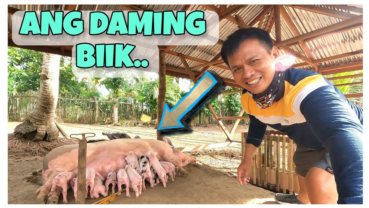 WOW!NANGANAK NAMAN ANG ATING INAHING BABOY(4TH TIME)MAY BAGONG LIPAT NA ...