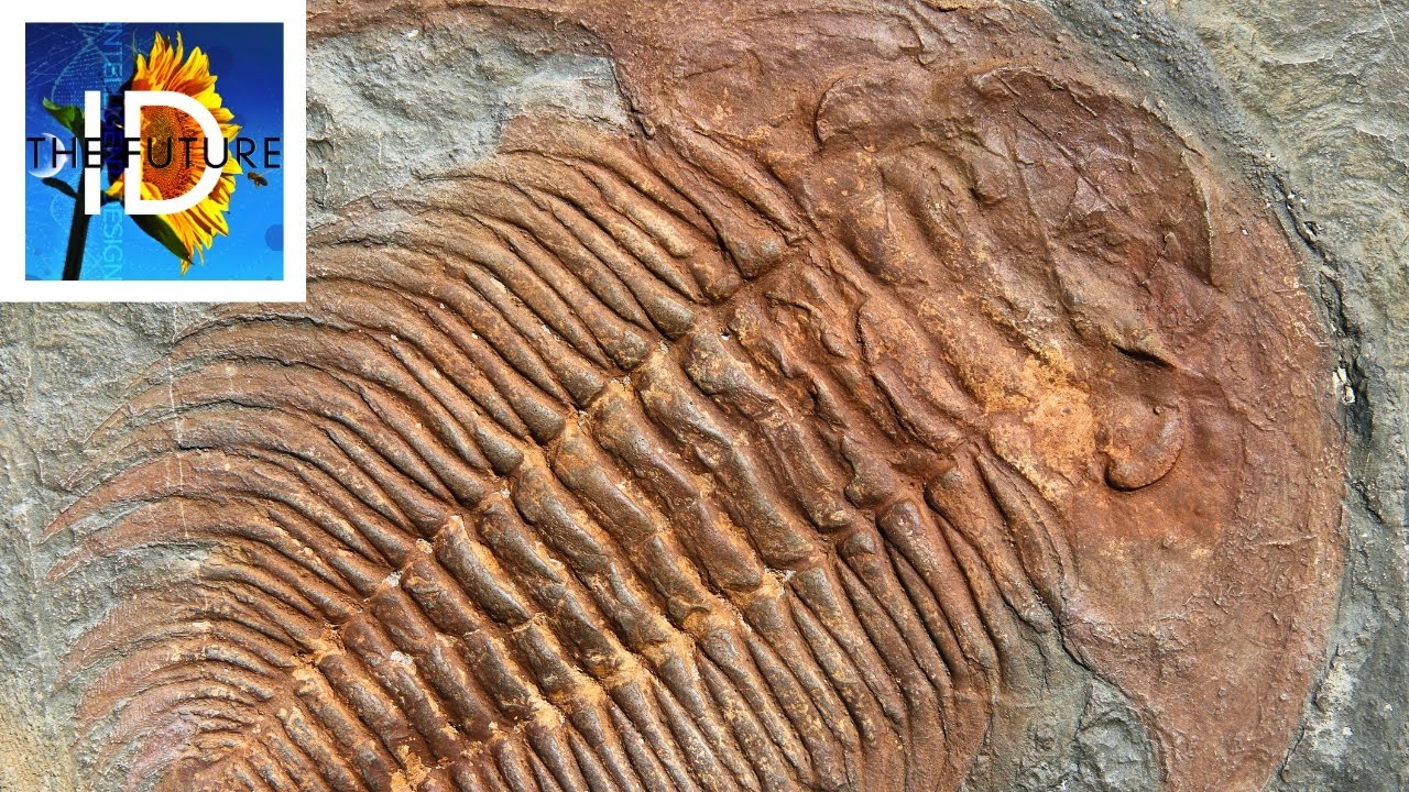 Günter Bechly on Fossils and Common Descent - YouTube