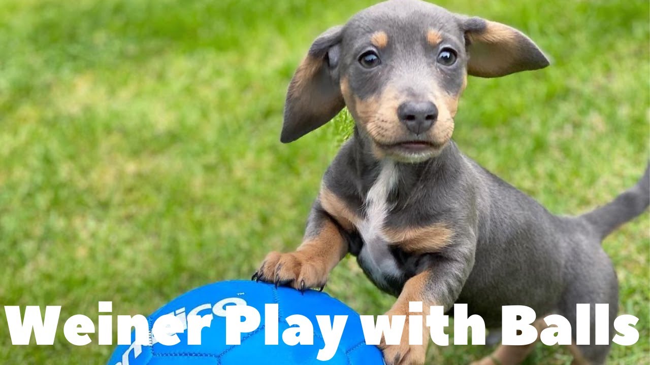 The Best Dachshund playing Balls Video compilation, Cute Sausage dog ...