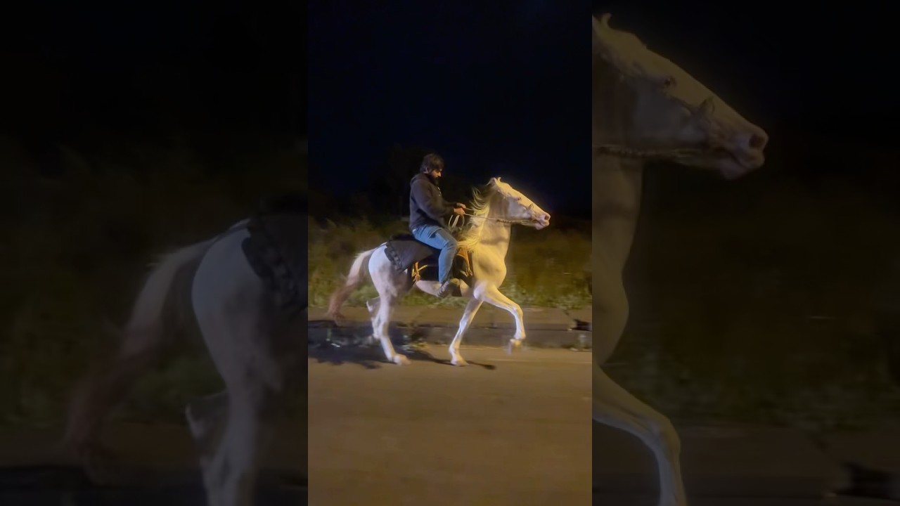 White horse 🤍🐴 #horse #horsepower #horseriding #animals #whitebeauty # ...