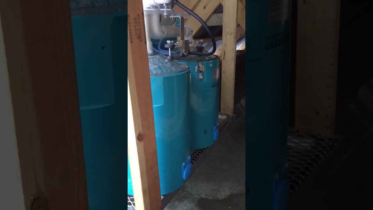 Maple sap releaser working - YouTube