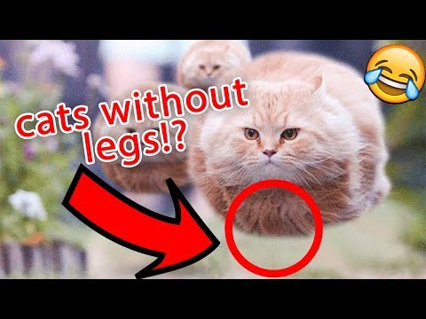 Funny Animals Videos I Stole From Instagram V13
