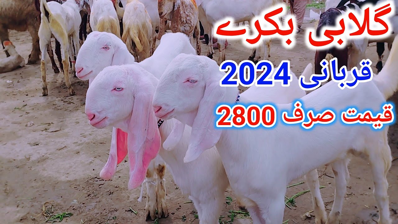 Qurbani Bakra 2024 Rajan puri Gulabi Bakray Goat farming in Pakistan ...