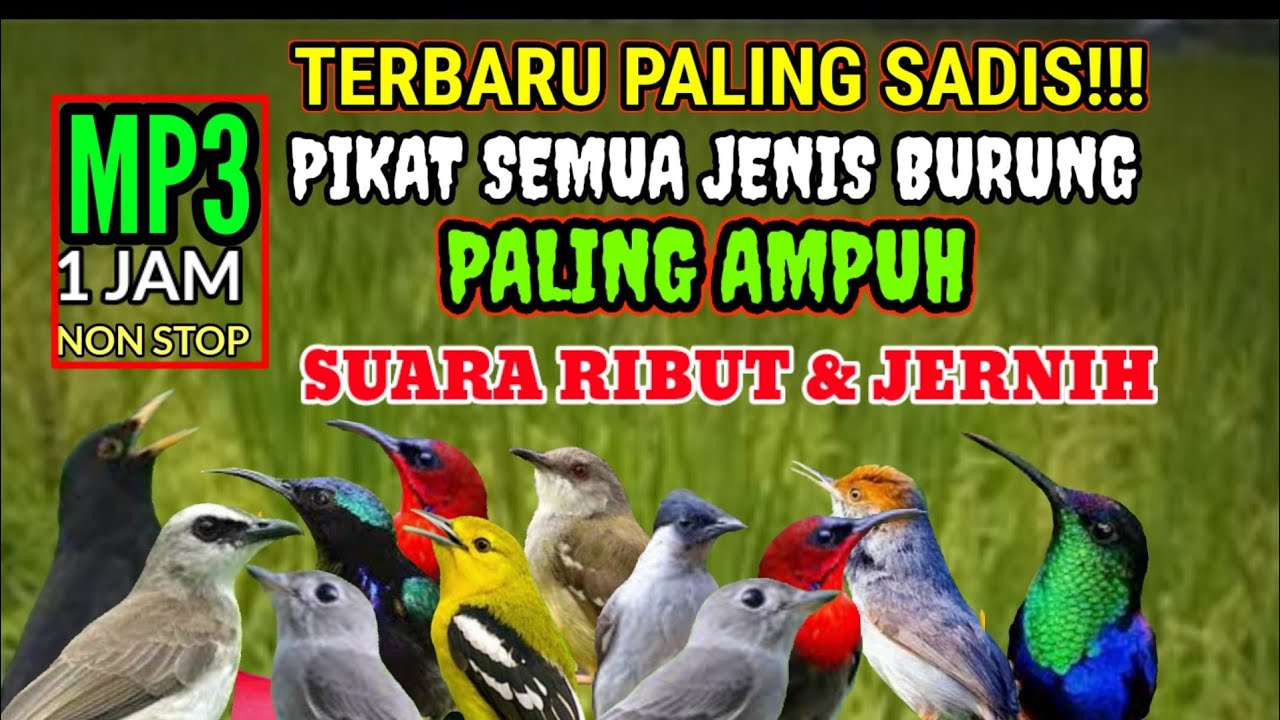 Suara pikat semua jenis burung liar paling ampuh | MP3 Suara pikat ...