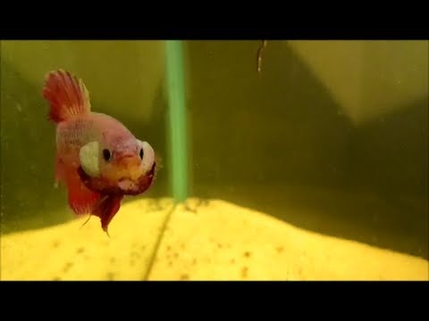 Betta Flaring Close Up (HD) - YouTube