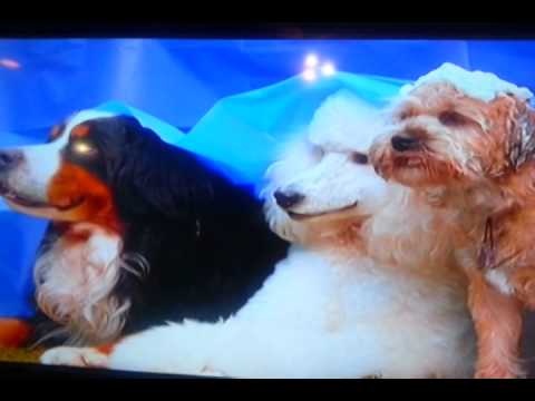 That's a Rat with a Wig - YouTube