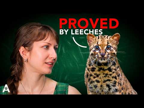 The Most Footage Ever Assembled of the World's Shyest Cat