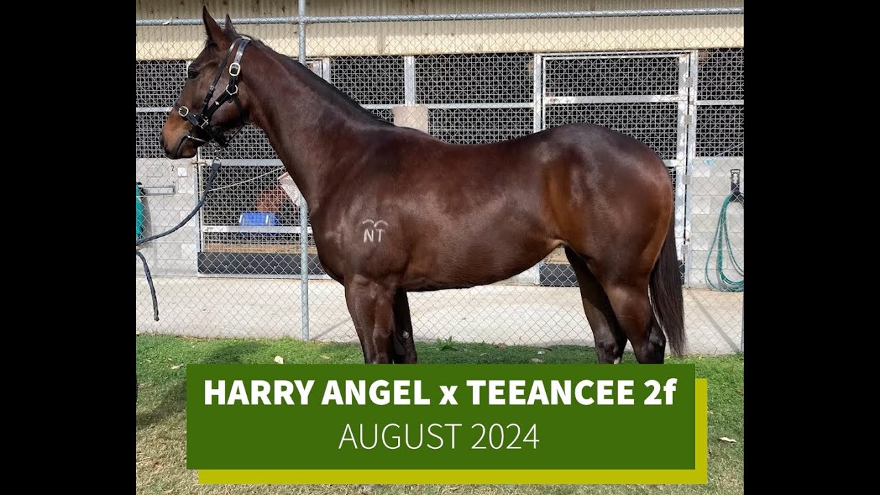 Harry Angel x Teeancee filly - August 2024 - YouTube