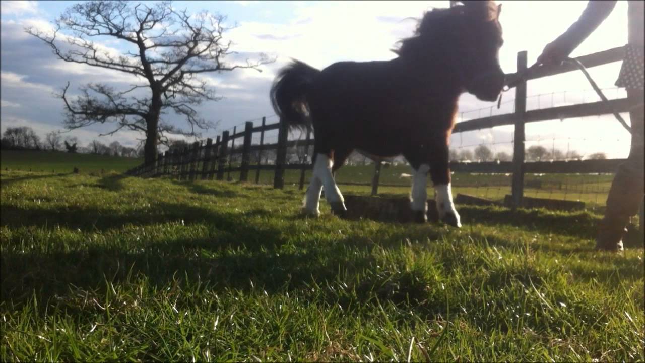 Funny miniature pony refusal - YouTube